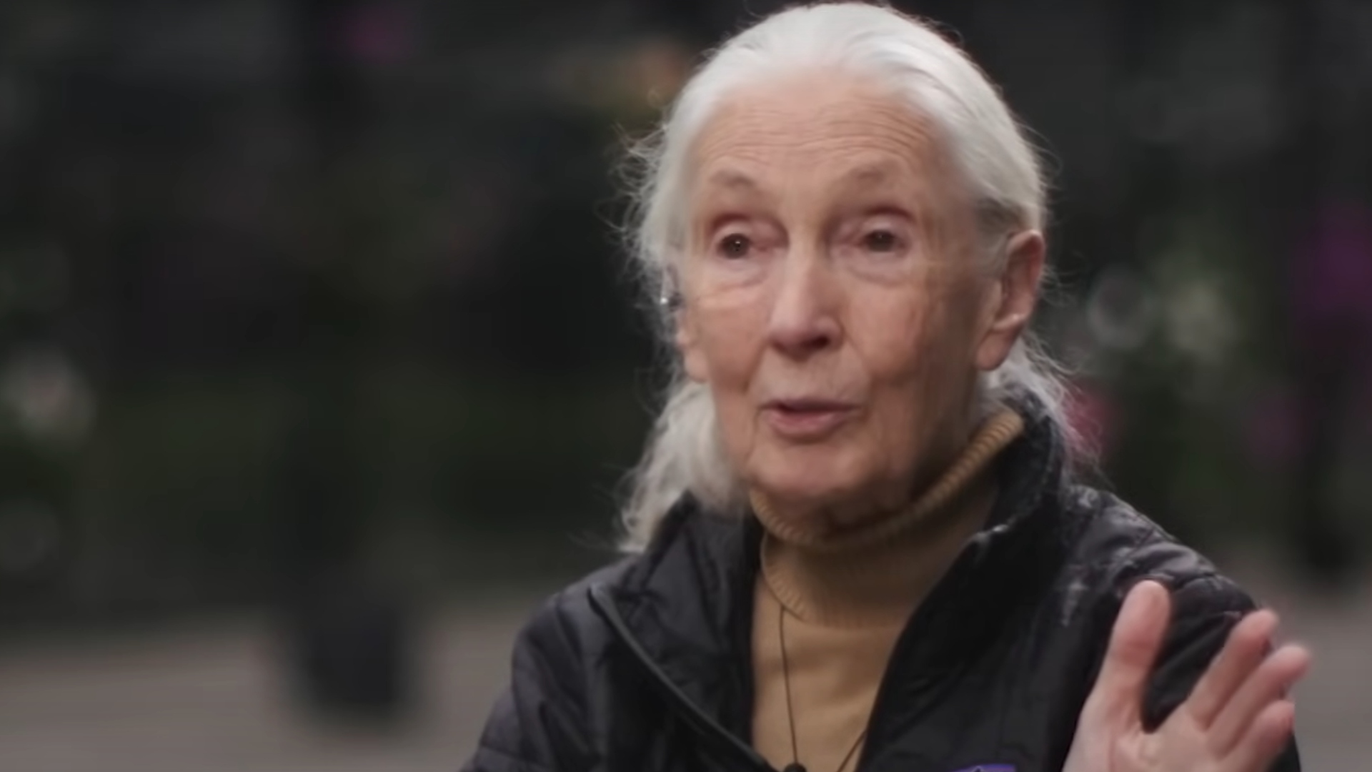 Jane Goodall Advierte sobre Impacto Ambiental de la IA: "Es Enorme ...