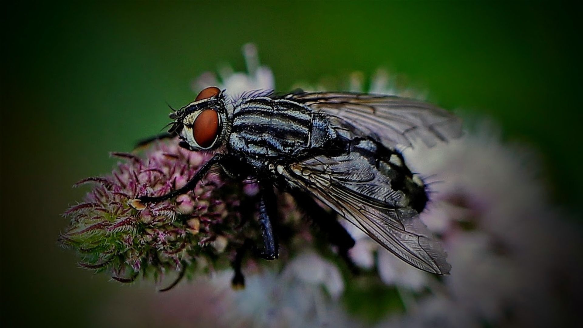 ¿Cómo Ayuda la Mosca Soldado Negra en el Manejo de Desechos? Experto ...