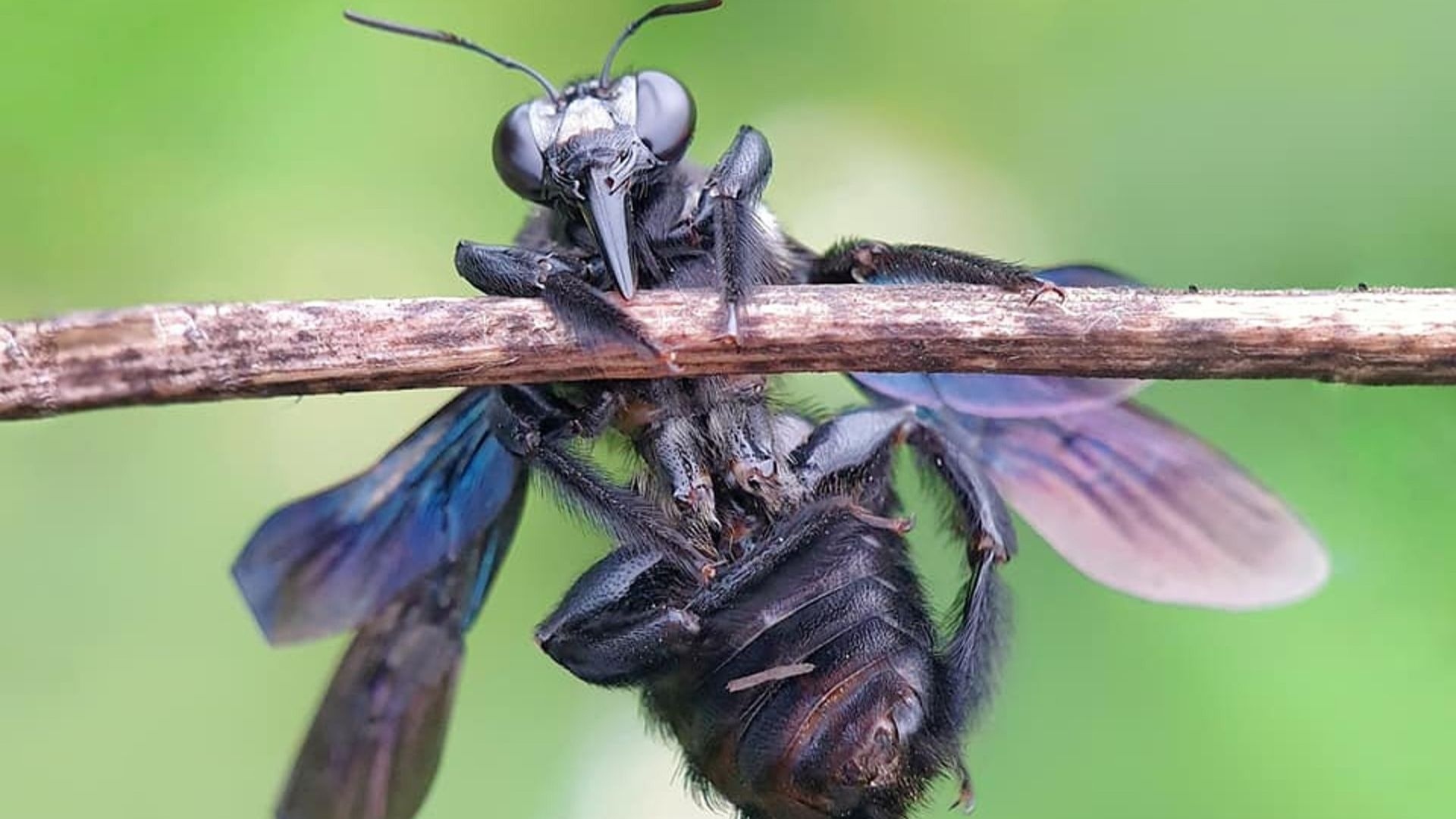 ¿Para Qué Sirve la Mosca Soldado Negra? Estos Son Todos los Beneficios ...