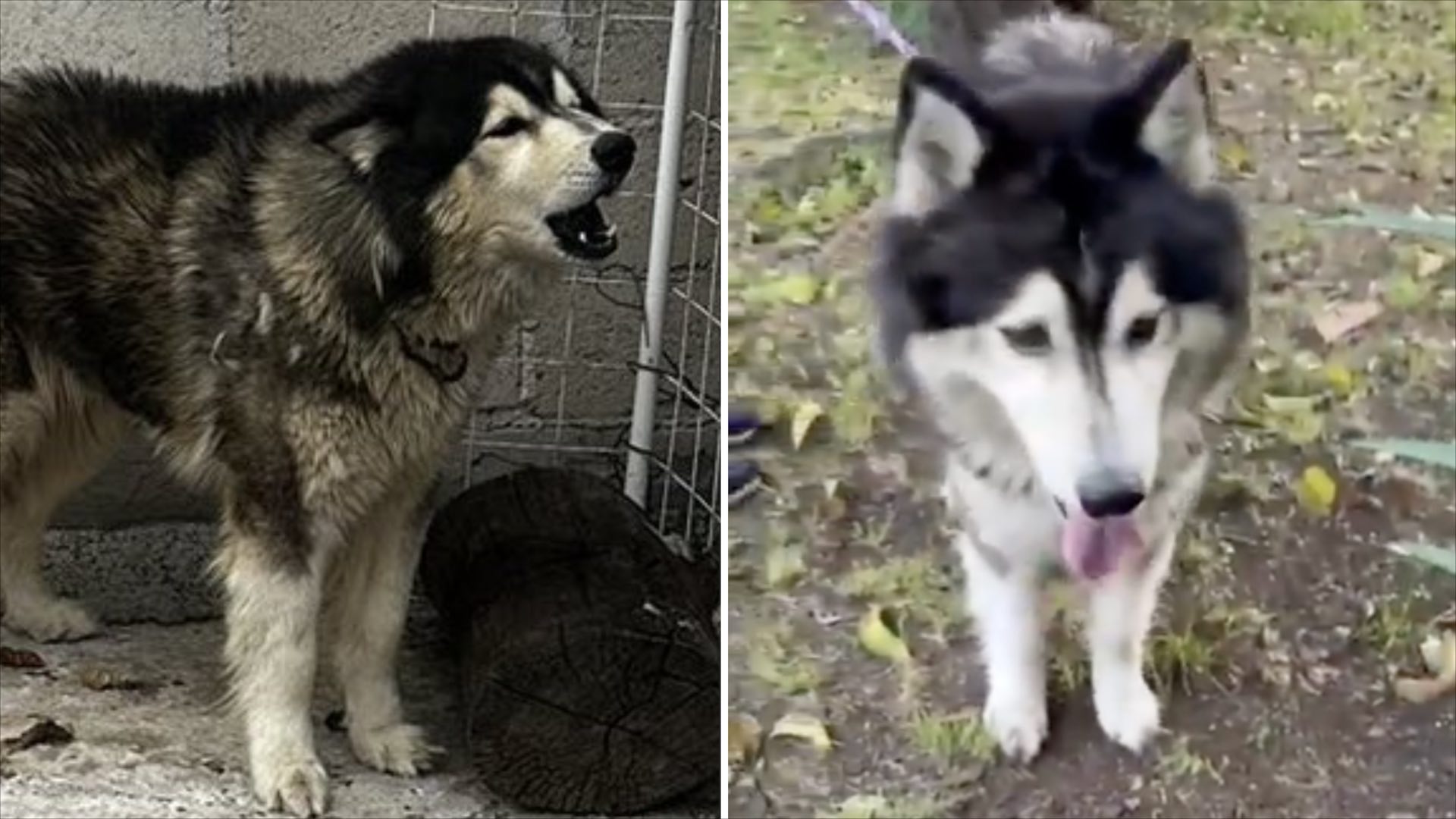 Periodistas Rescatan a Perrito Apolo, Abandonado Sin Alimento, en CDMX ...