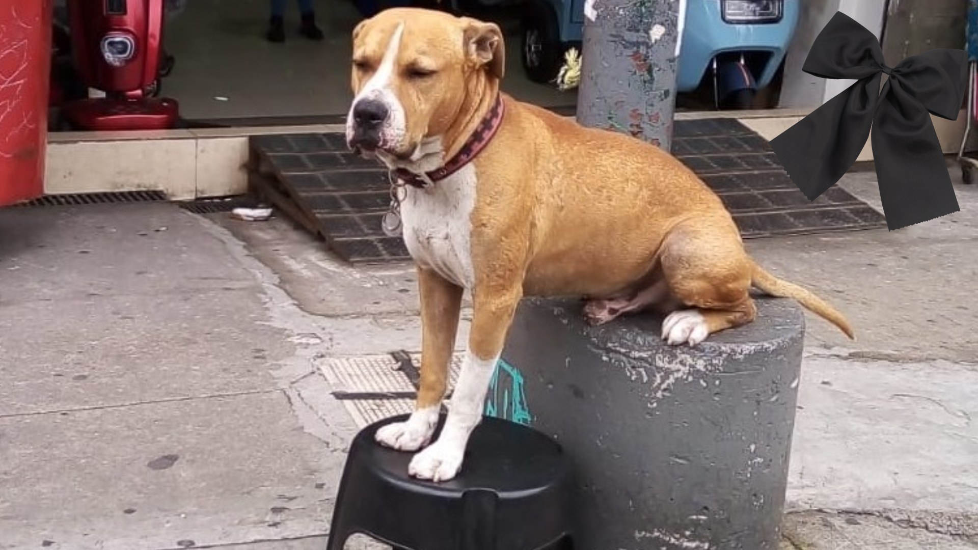 ¿Qué le pasó al Perrito Chacarrón? Piden Justicia por Muerte de Mascota ...