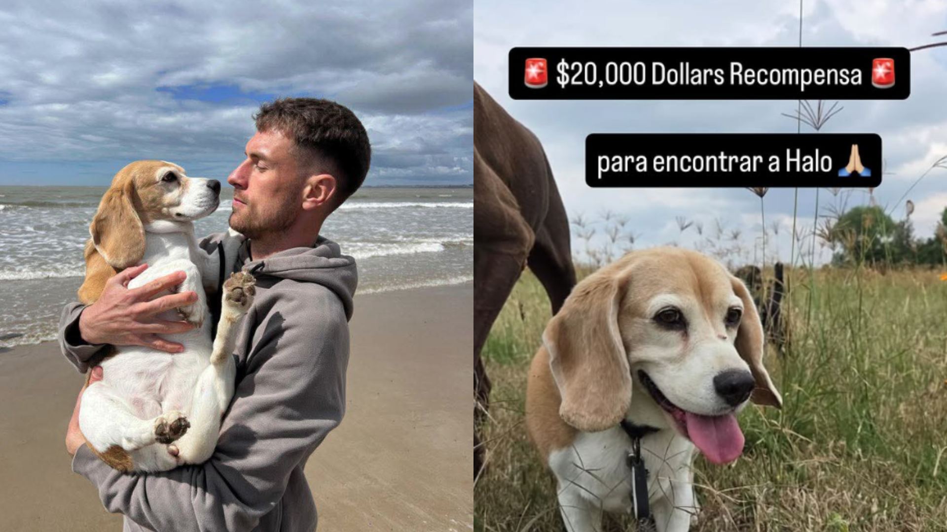 Aaron Ramsey Aumenta a Más de 367 Mil Pesos Recompensa por Perrita ...