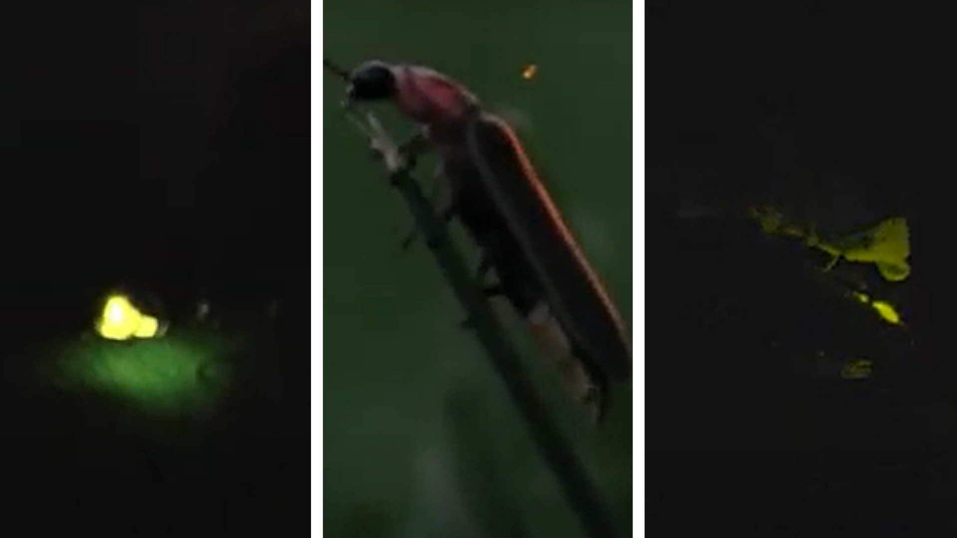 Especie de Luciérnaga Descubierta en Chapultepec Ya Tiene Nombre ...
