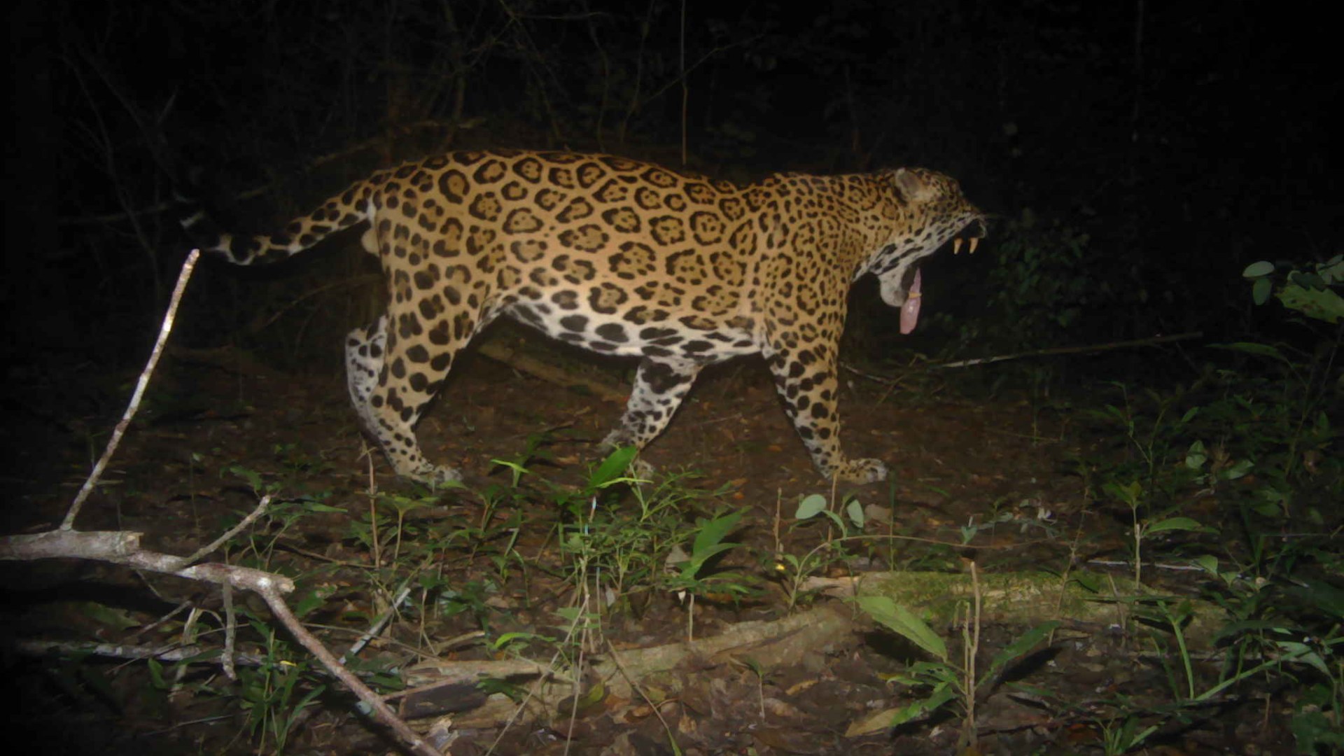 Buenas noticias: Crece la Población del Jaguar en Campeche; ¿Cuántos ...