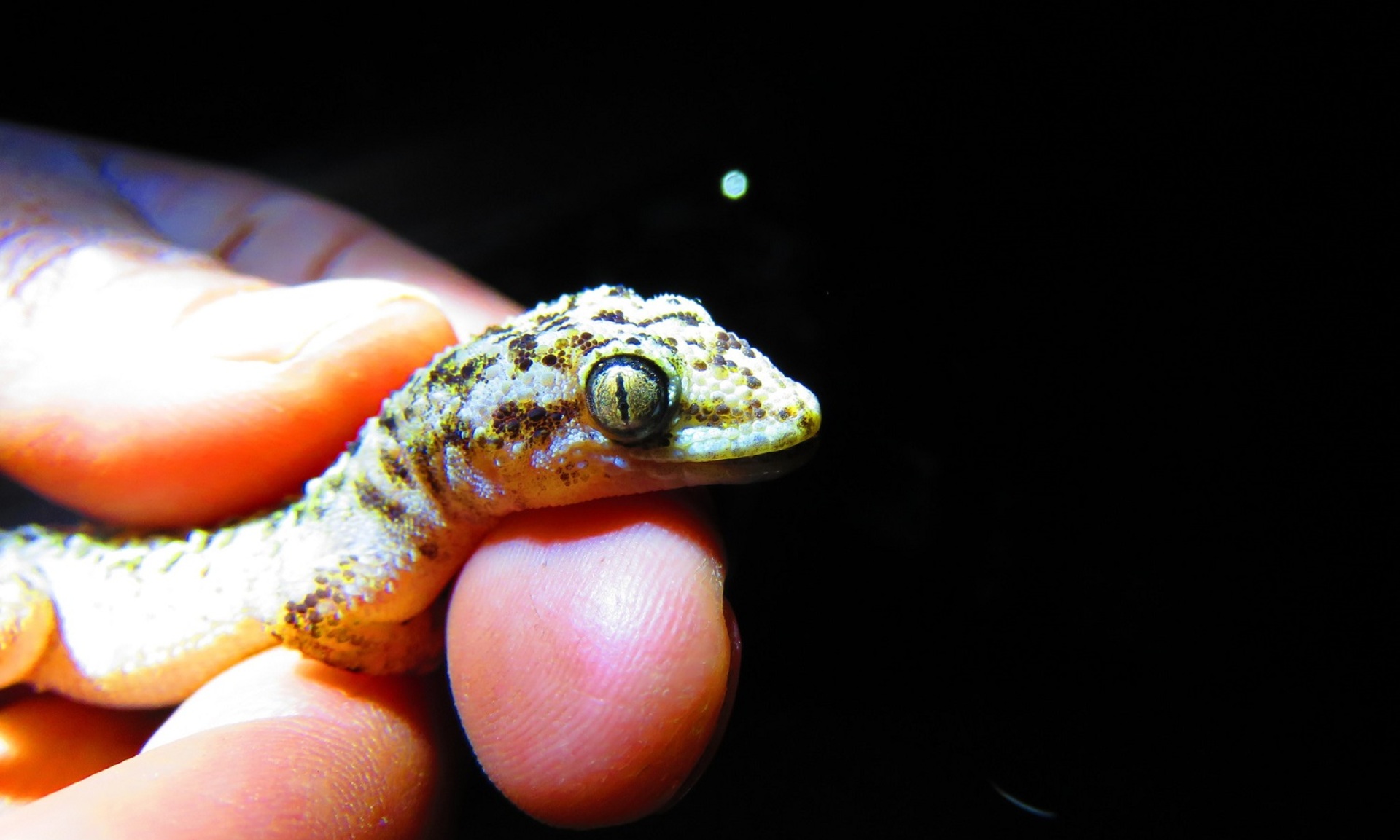 Descubren Nueva Especie de Gecko en México en Reserva de Biosfera ...
