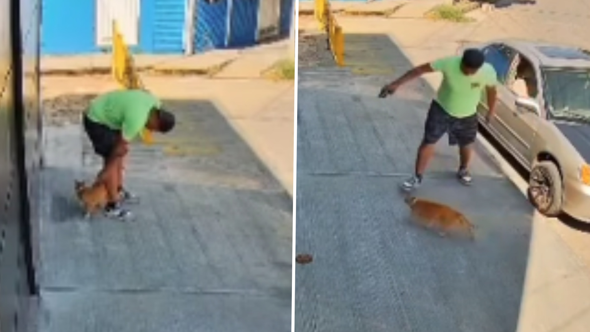 Justicia para “Tripita”: Sujeto Atrae con Juegos a Gato y Luego lo ...