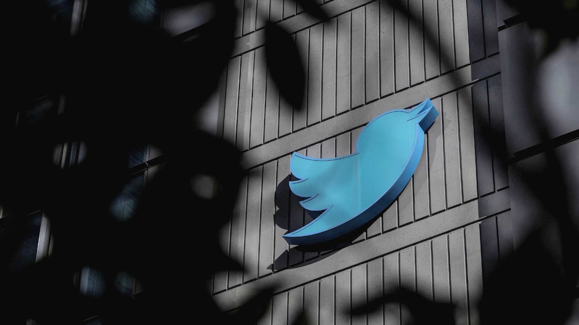 Elon Musk pregunta a usuarios de Twitter si deben restituir la cuenta ...