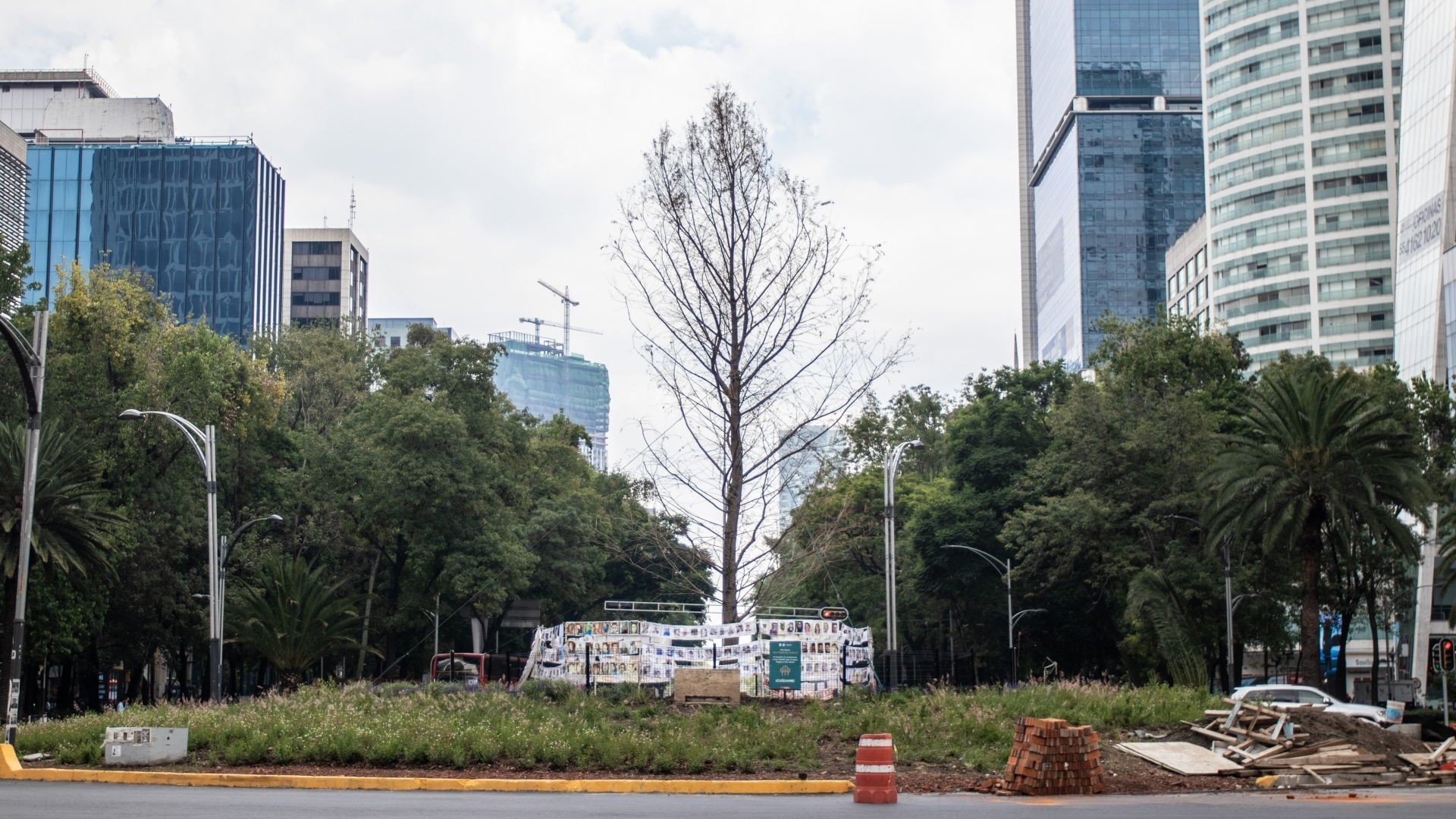 Ahuehuete de Reforma: Detectan Tres Tipos de Hongos | N+