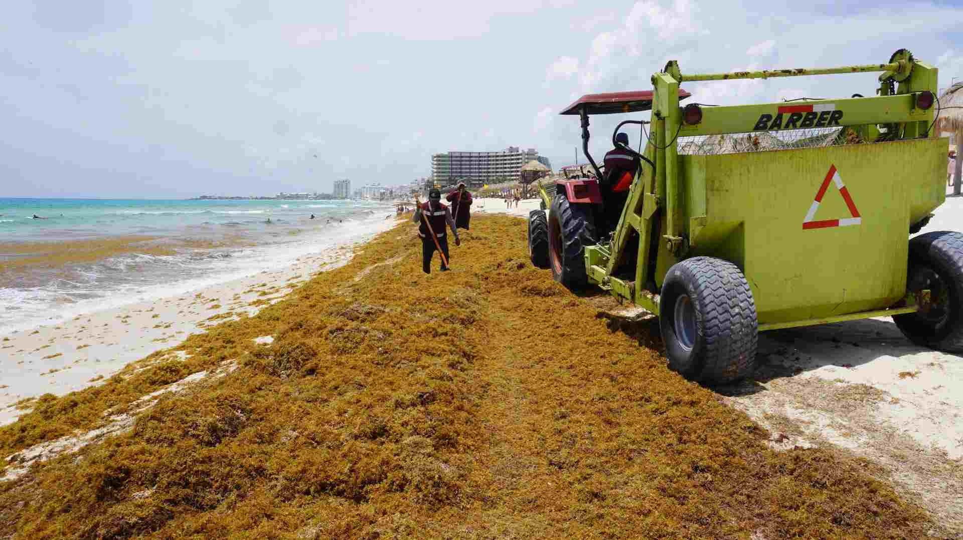 Científicos Mexicanos Crean Sistema de Alerta Contra Sargazo | N+