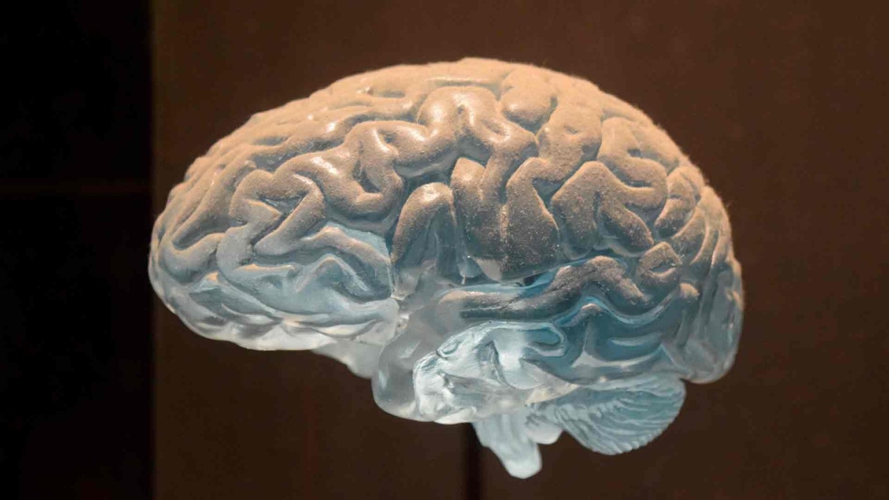 Neuralink Elon Musk Pone Fecha Para El Primer Implante Cerebral En Un