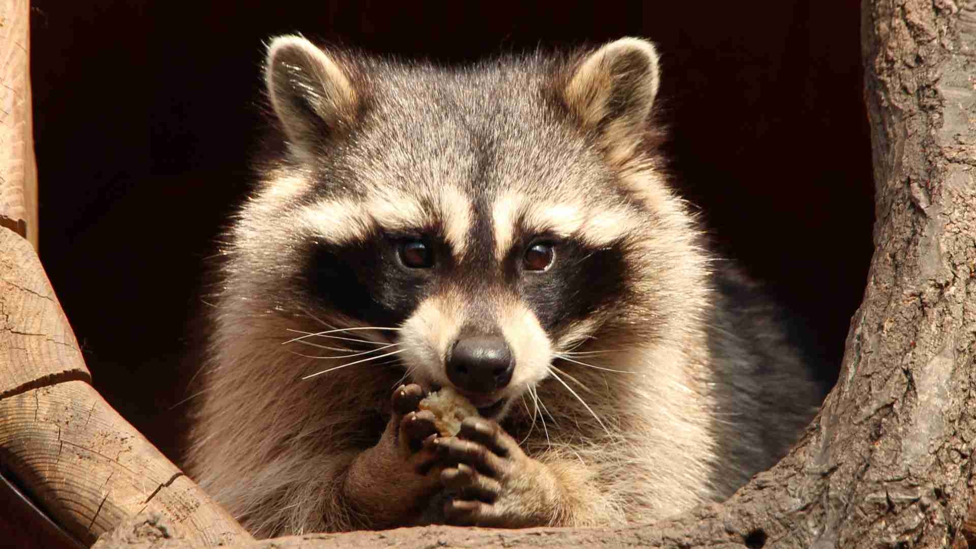 Mapaches caen del techo del cabildo de Acapulco | N+