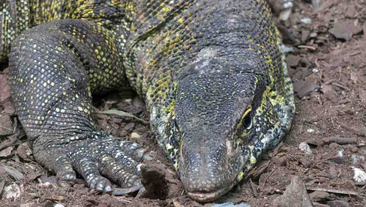 Varano del Nilo abandonado en Xochimilco fue llevado al Zoológico de ...