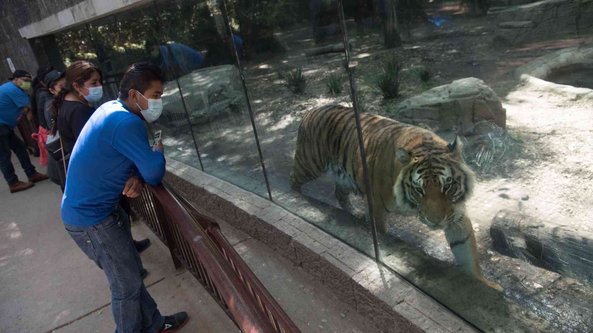 CDMX: Zoológico de Chapultepec cumple 100 años en 2023 | N+