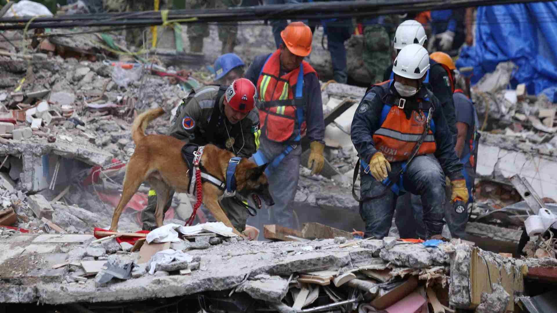 Perros Rescatistas CDMX: ¿Dónde entrenar para formar binomio canino de ...
