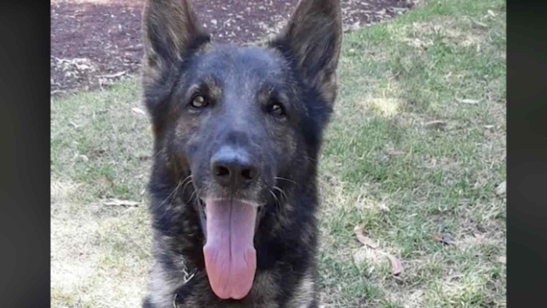 Proteo, Antes de su Muerte Rescató a un Menor en Turquía | N+