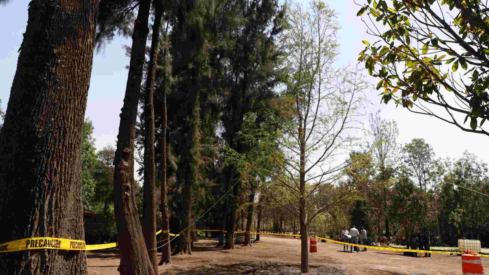 Ahuehuete de Reforma Será Remplazado por uno Saludable | N+