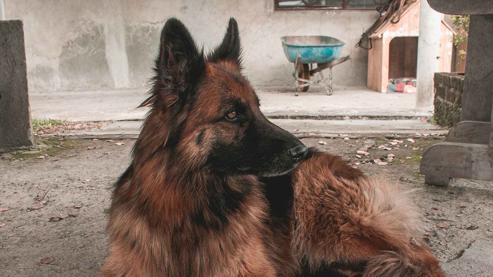 Perros callejos de Chernóbil, genéticamente diferentes por radiación ...
