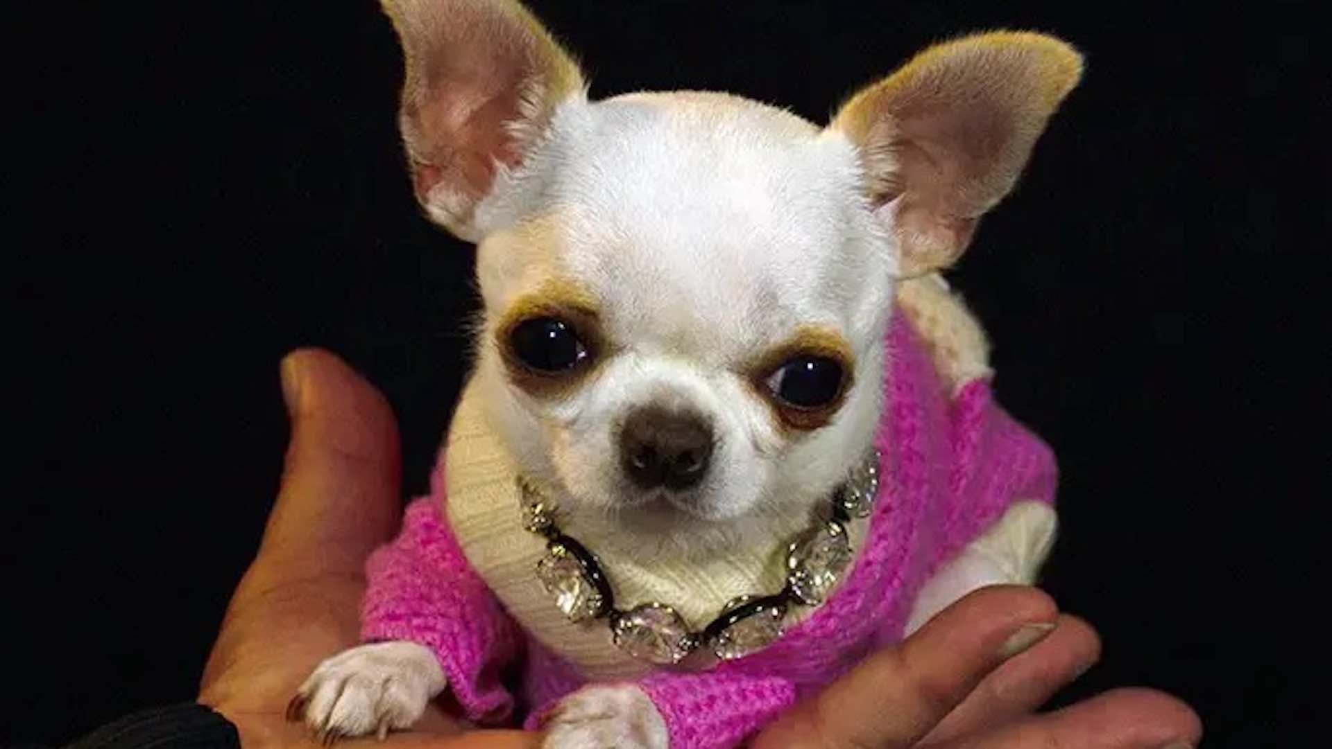 Este Chihuahua es el Perro más Pequeño del Mundo | N+