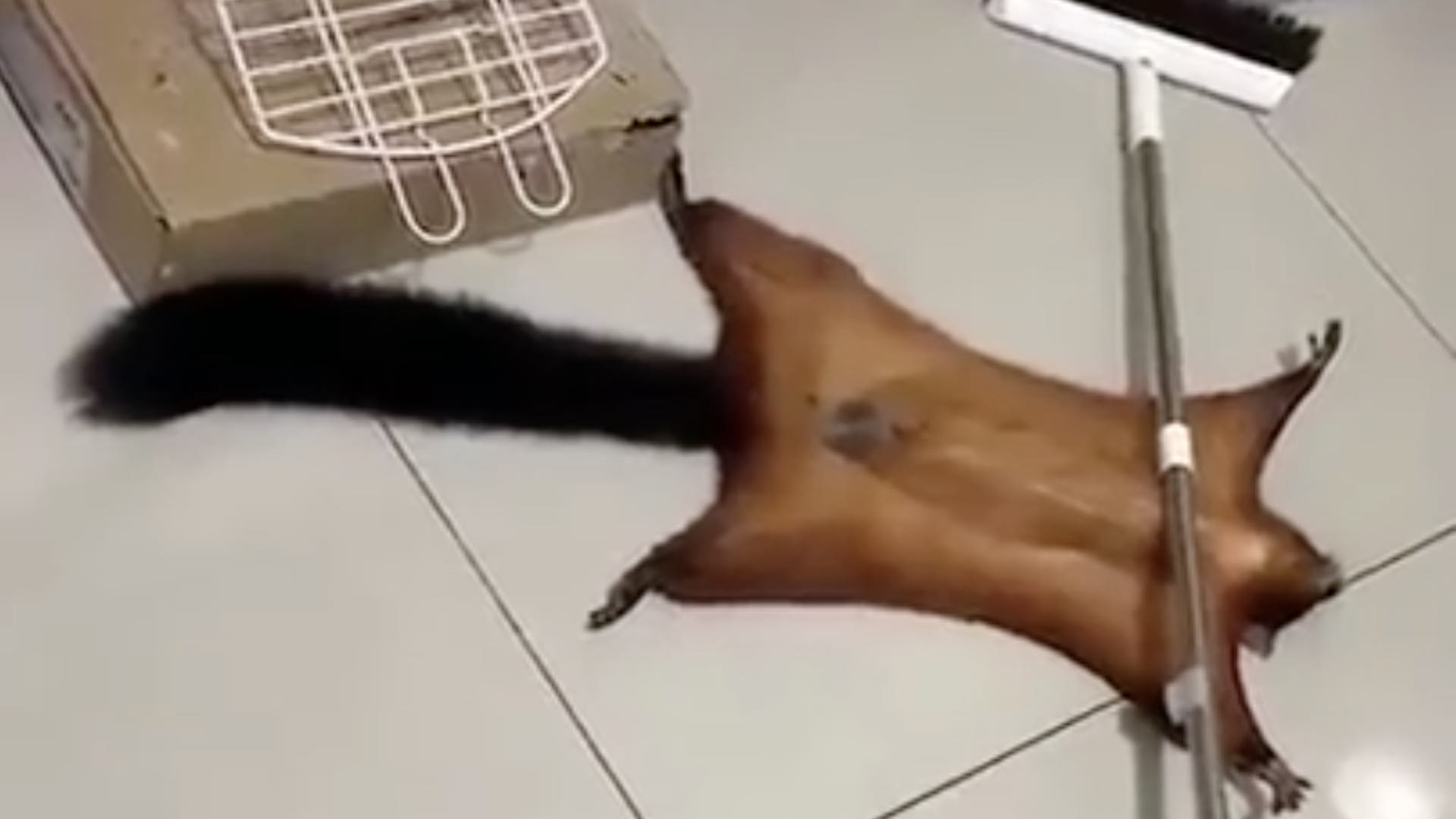 Ardilla Dramática Finge su propia Muerte con Actuación Diga de Premio | N+