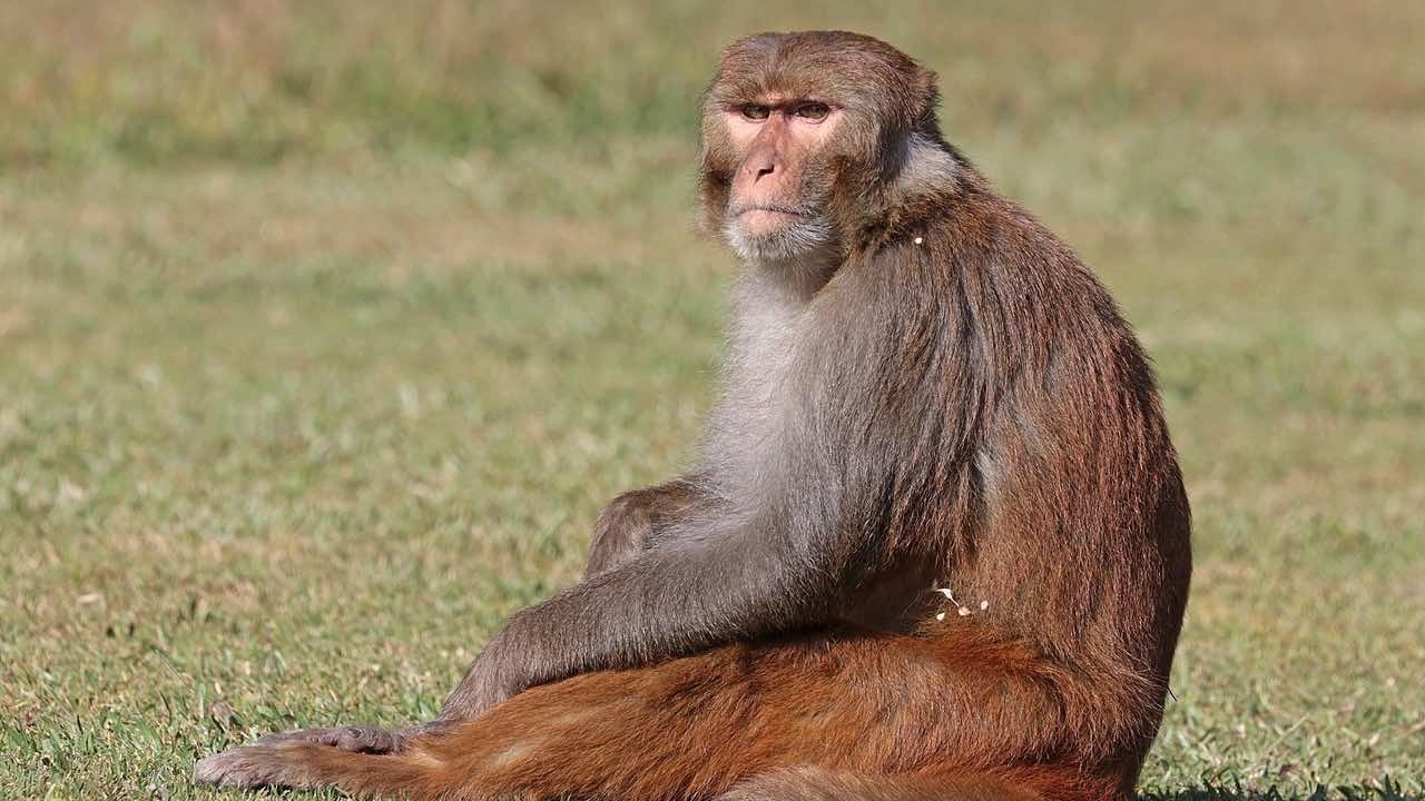 Memoria de Monos Aumenta con Proteína Antienvejecimiento | N+