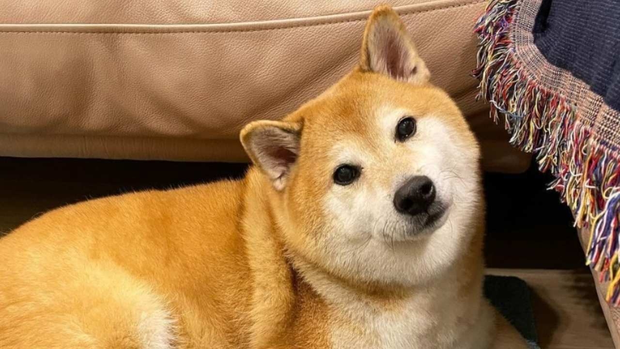 Perros Famosos De Memes