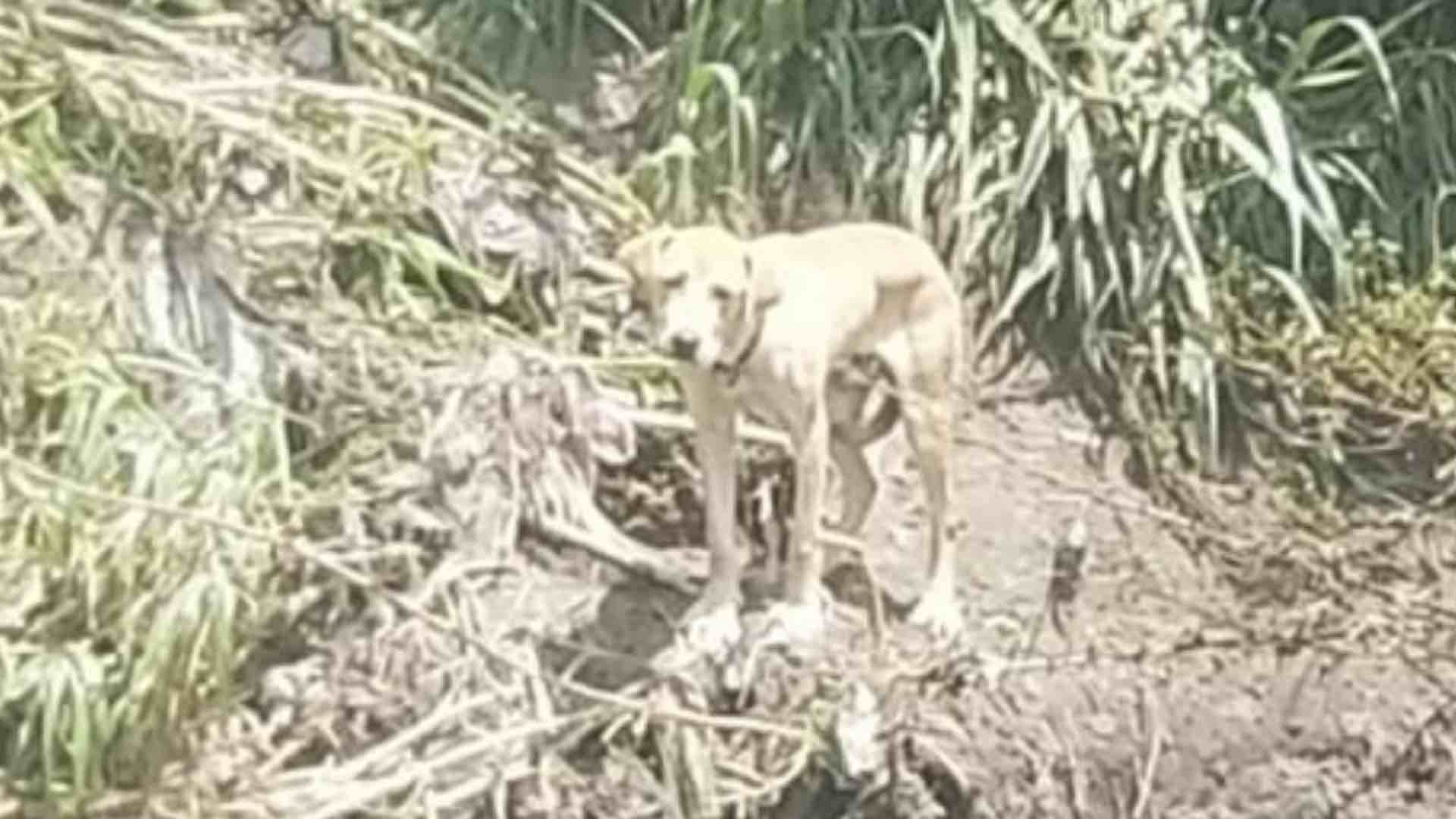 Rescatan a Perrito en el Río Atoyac Luego de 6 Horas de Trabajo | N+