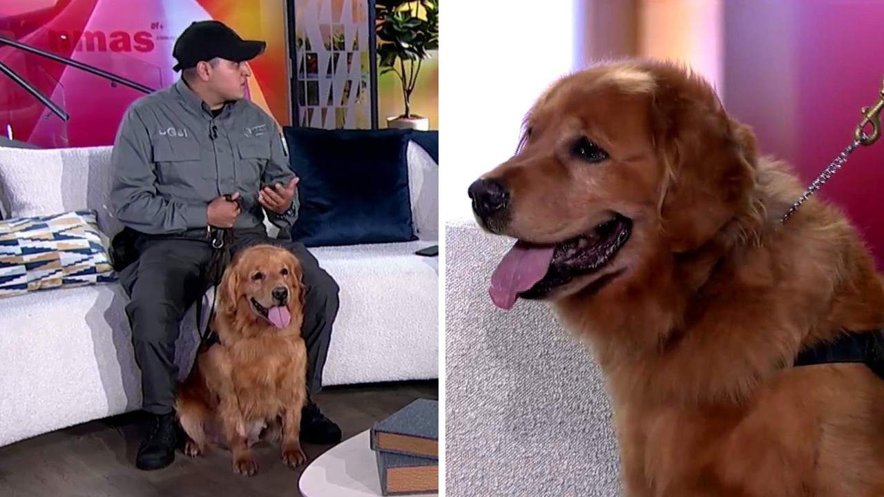 Perros que Detectan Droga No Se Hacen Adictos, Es un Mito: Unidad ...