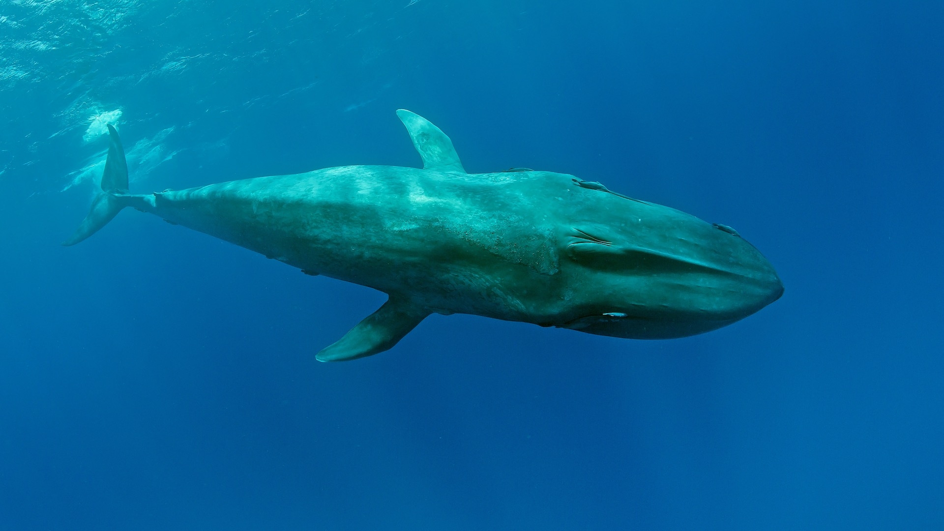 Fondo De Pantalla De Ballena Azul Hd Fotos HD De Ballenas Azules