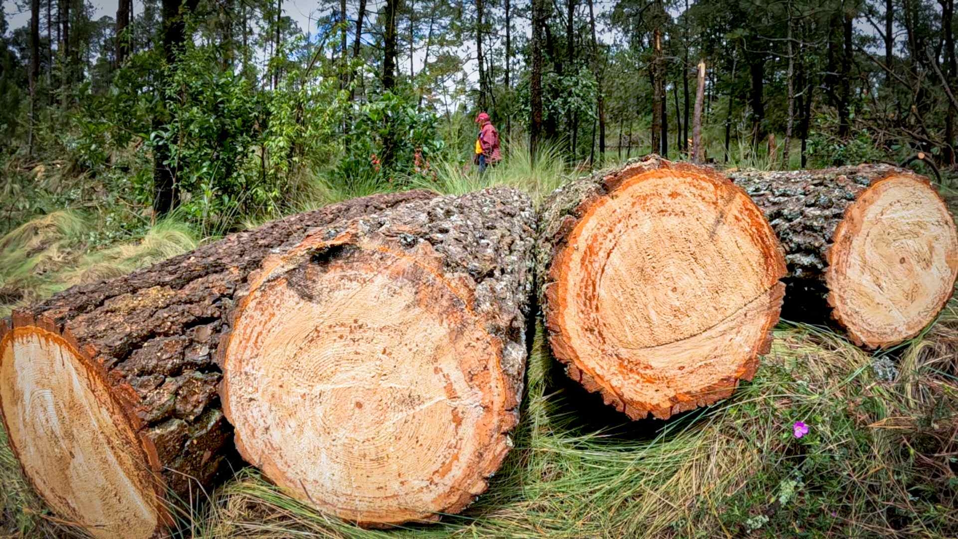 Tala Ilegal: Así Opera el Tráfico de Madera en la Ciudad de México | N+
