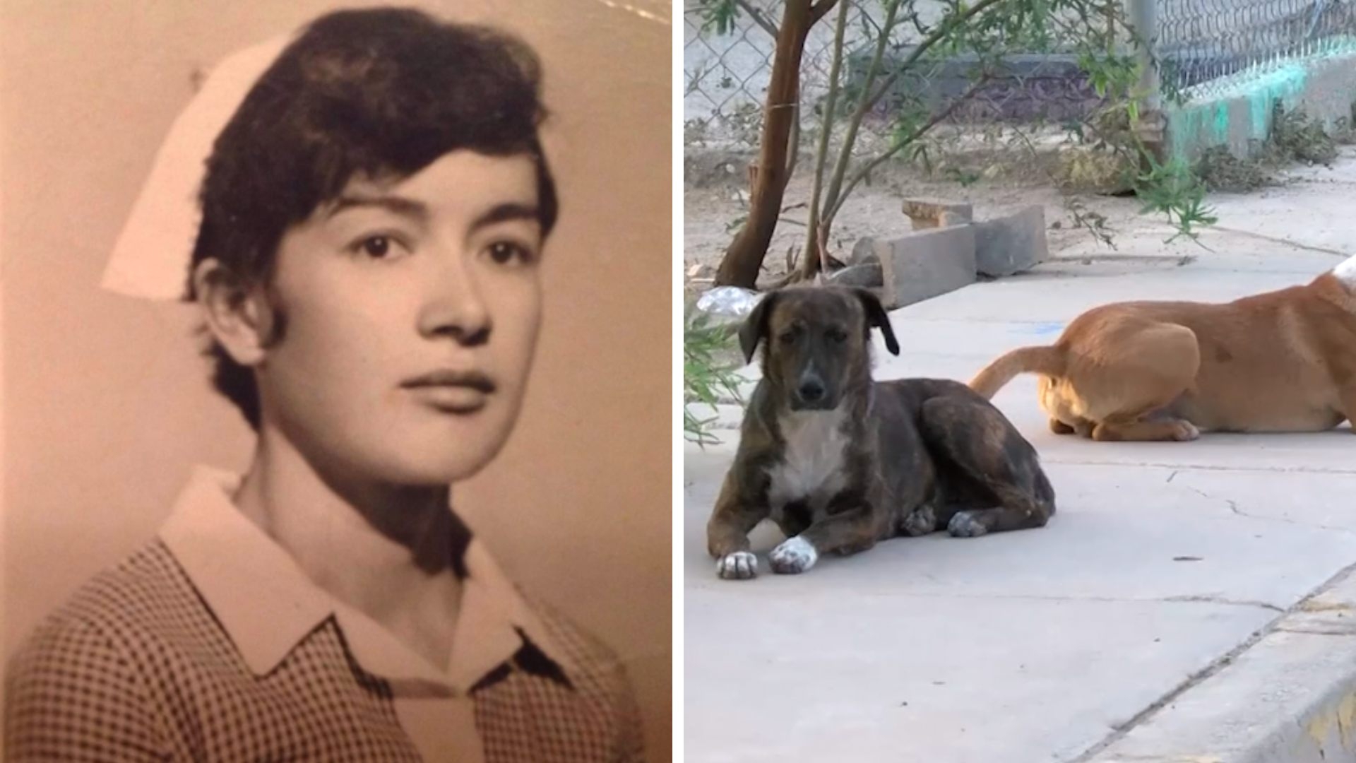 Enfermera Jubilada Muere tras Ser Brutalmente Atacada por Perros en un Parque | N+