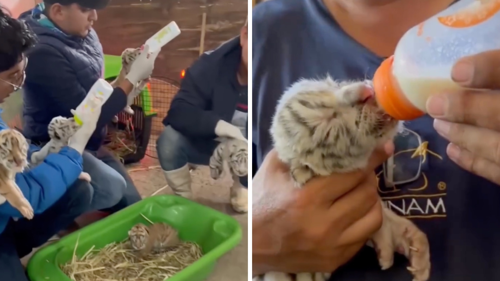 Nacen Cinco Tigres de Bengala en Zoológico de Puebla; Así Lucen sus ...