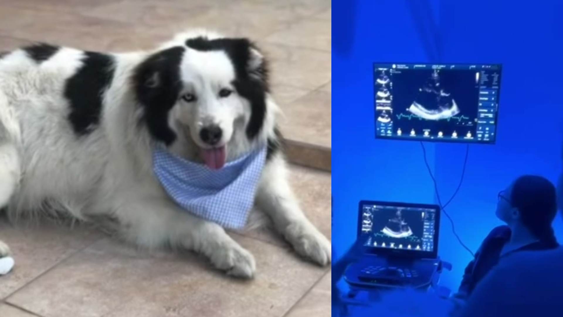 Great step in veterinary medicine in NL; PUPPERITO MAX receives canine ...