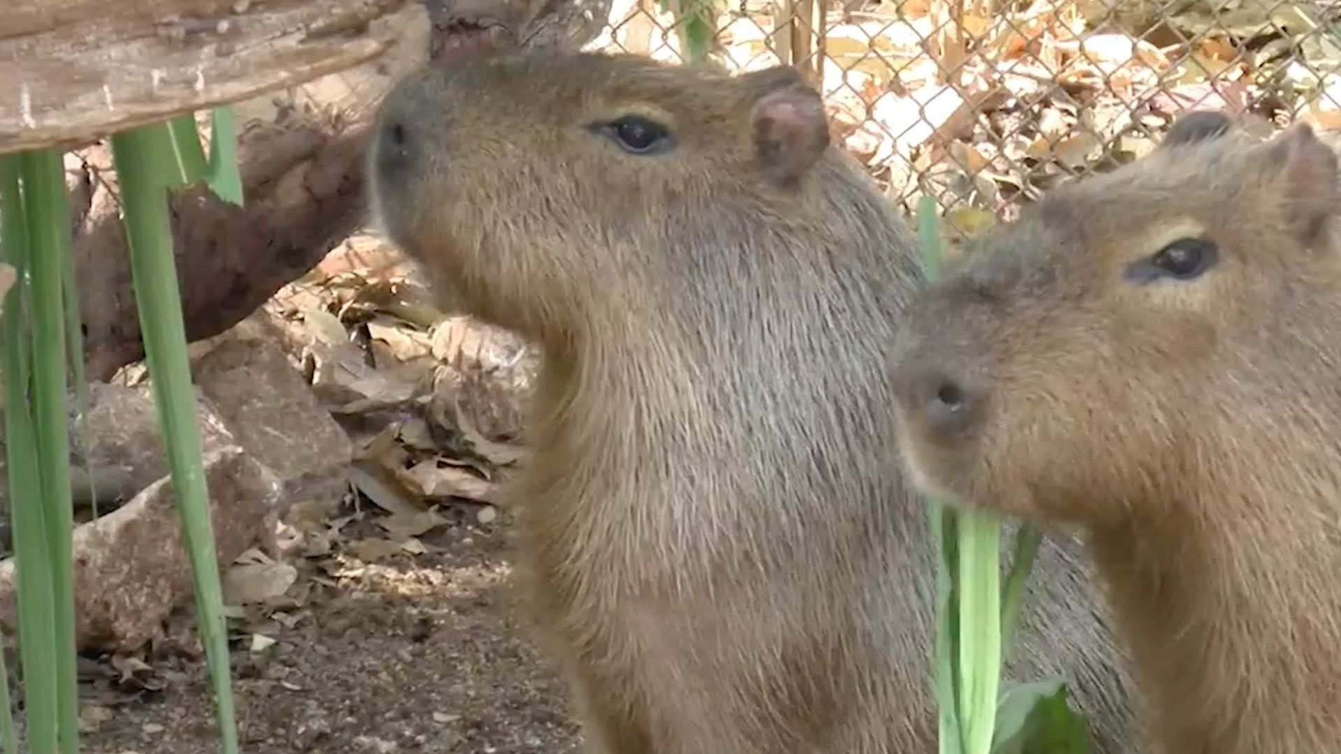 Hay Capibaras en Yucatán; ¿Cómo y Dónde Puedes Verlos en el Zoológico ...