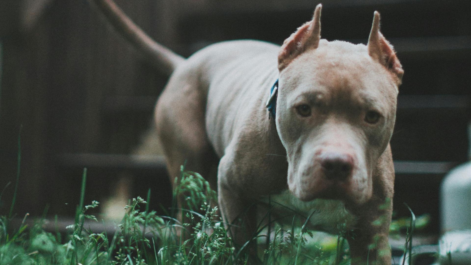 Mujer de 72 Años Muere al ser Atacada por un Perro Pitbull al Interior de su Vivienda en Colonia ...