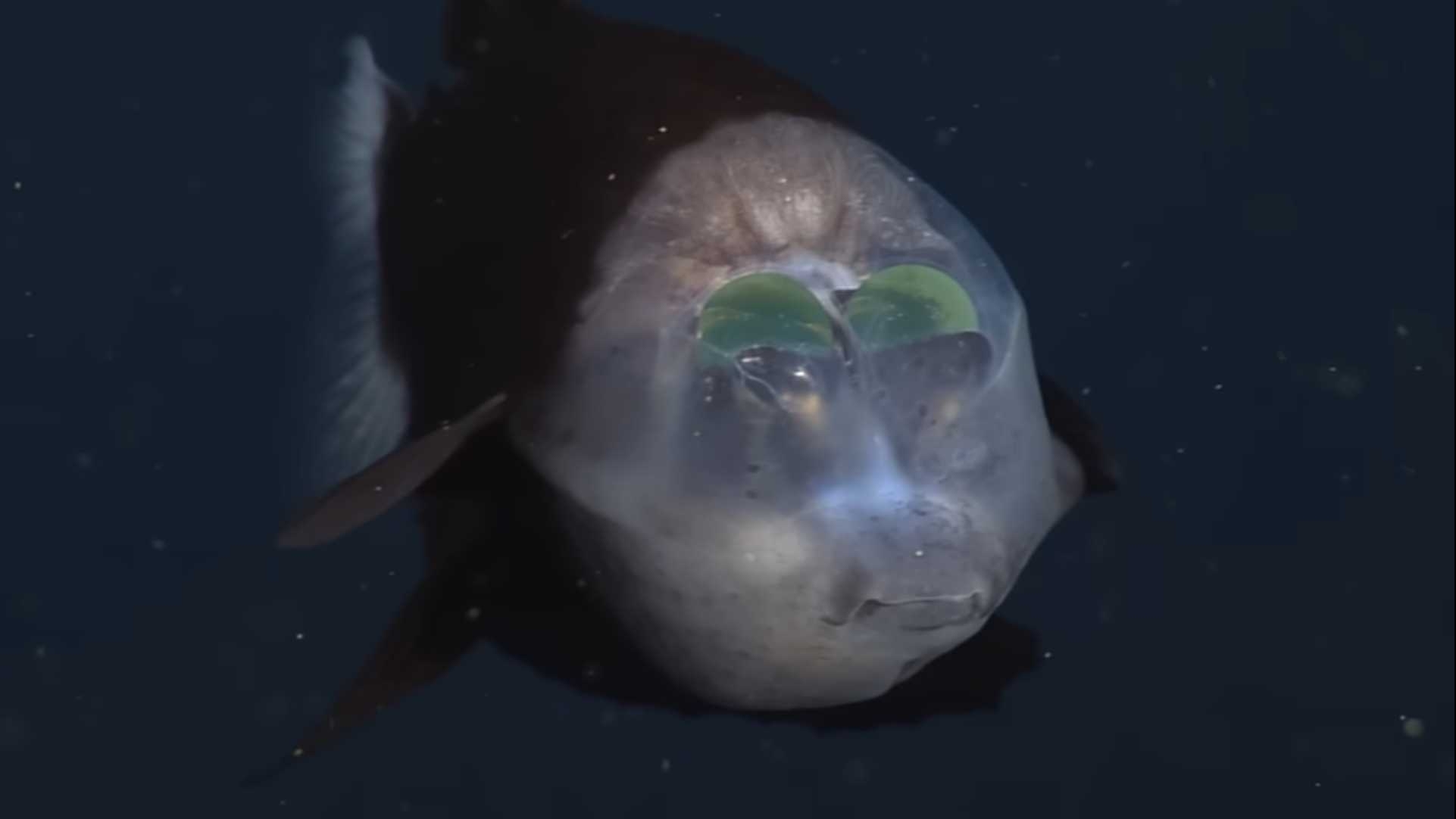 Descubren Pez con Cabeza Transparente y Ojos Flotantes en el Pacífico ...