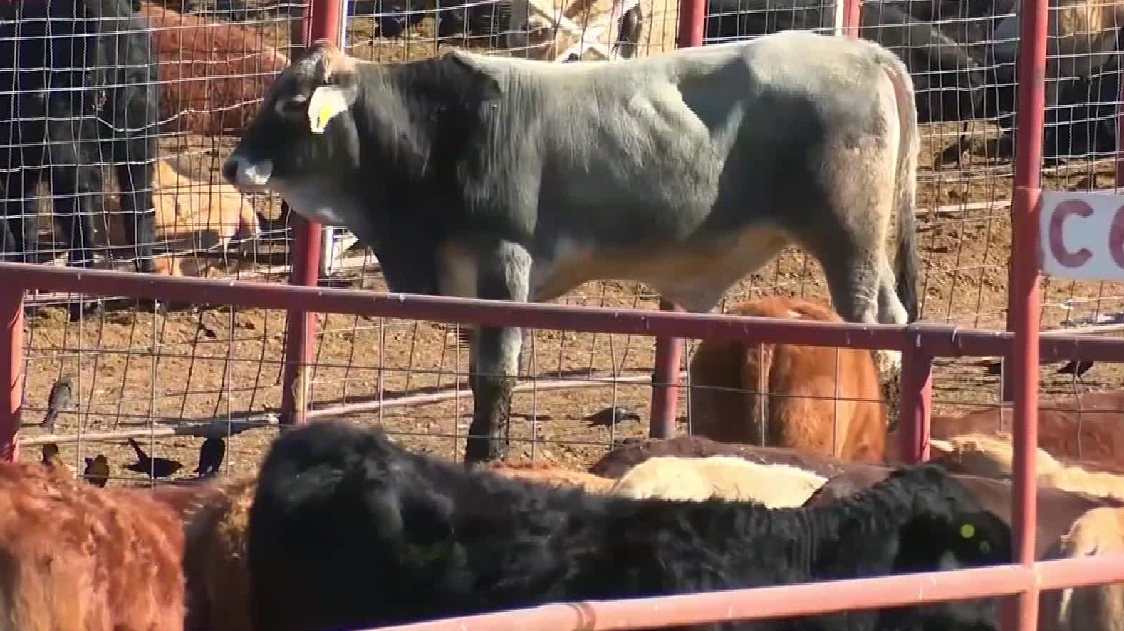 Anuncian Reapertura de Ganado Mexicano Hacia EUA; Iniciará entre ...