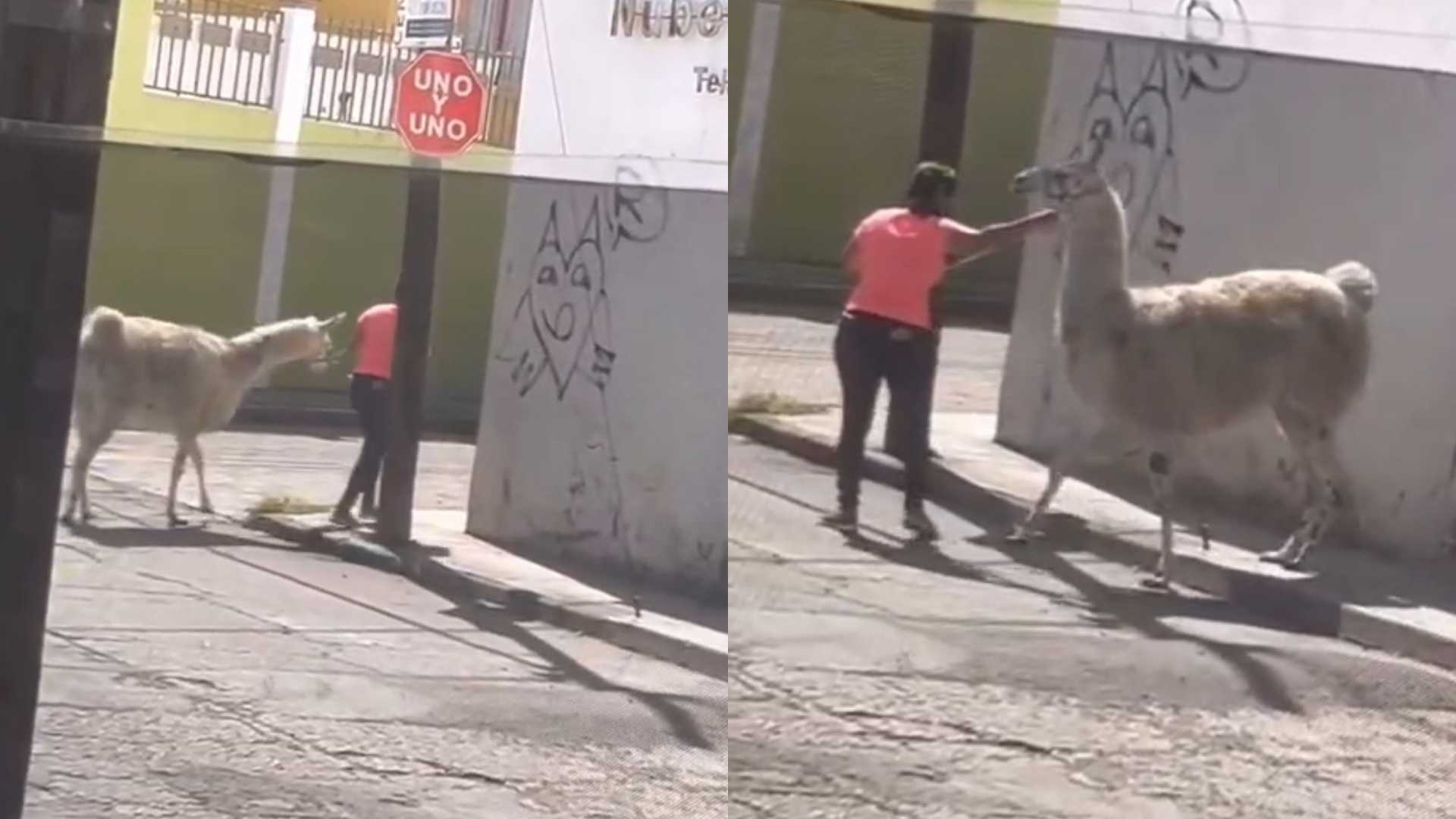 Captan a Mujer Paseando una Llama como Mascota en Calles de San Juan ...