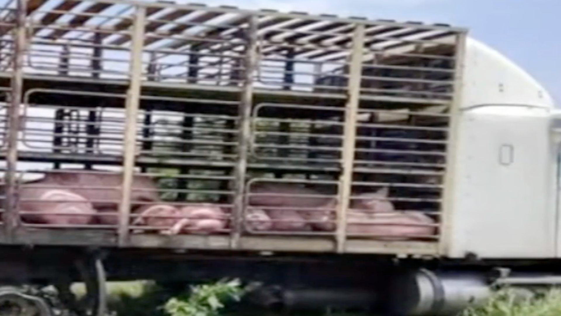 Roban Tráiler con 140 Cerdos en Abasolo, Guanajuato; Logran Recuperarlo ...