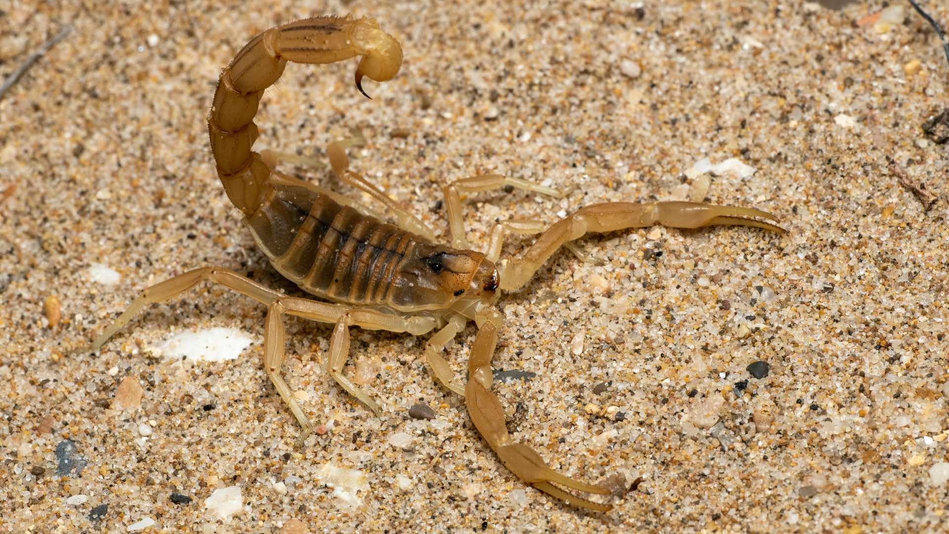 Suman Más de 7 Mil Casos de Intoxicación por Picaduras de Alacrán en Puebla ¿Cómo Evitarlas? | N+