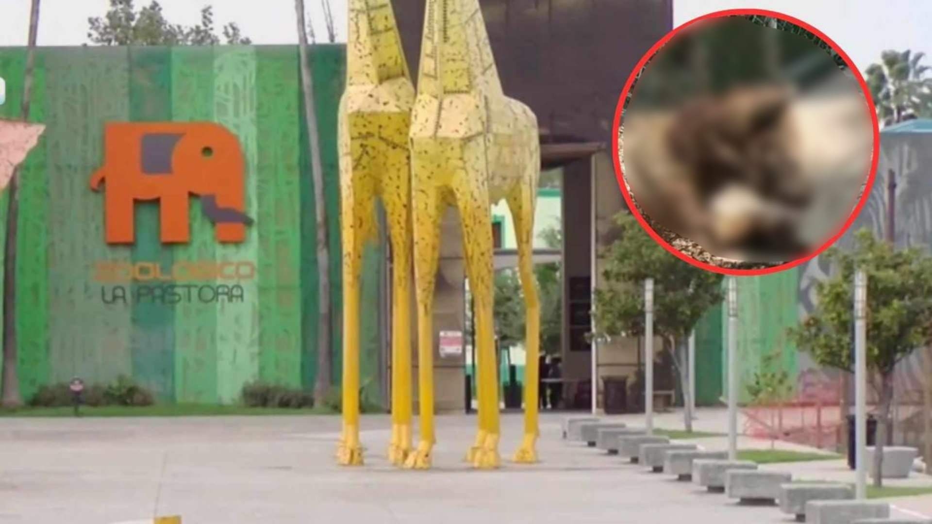 Autoridades Definirán Futuro de Osa Enferma en Parque La Pastora en ...