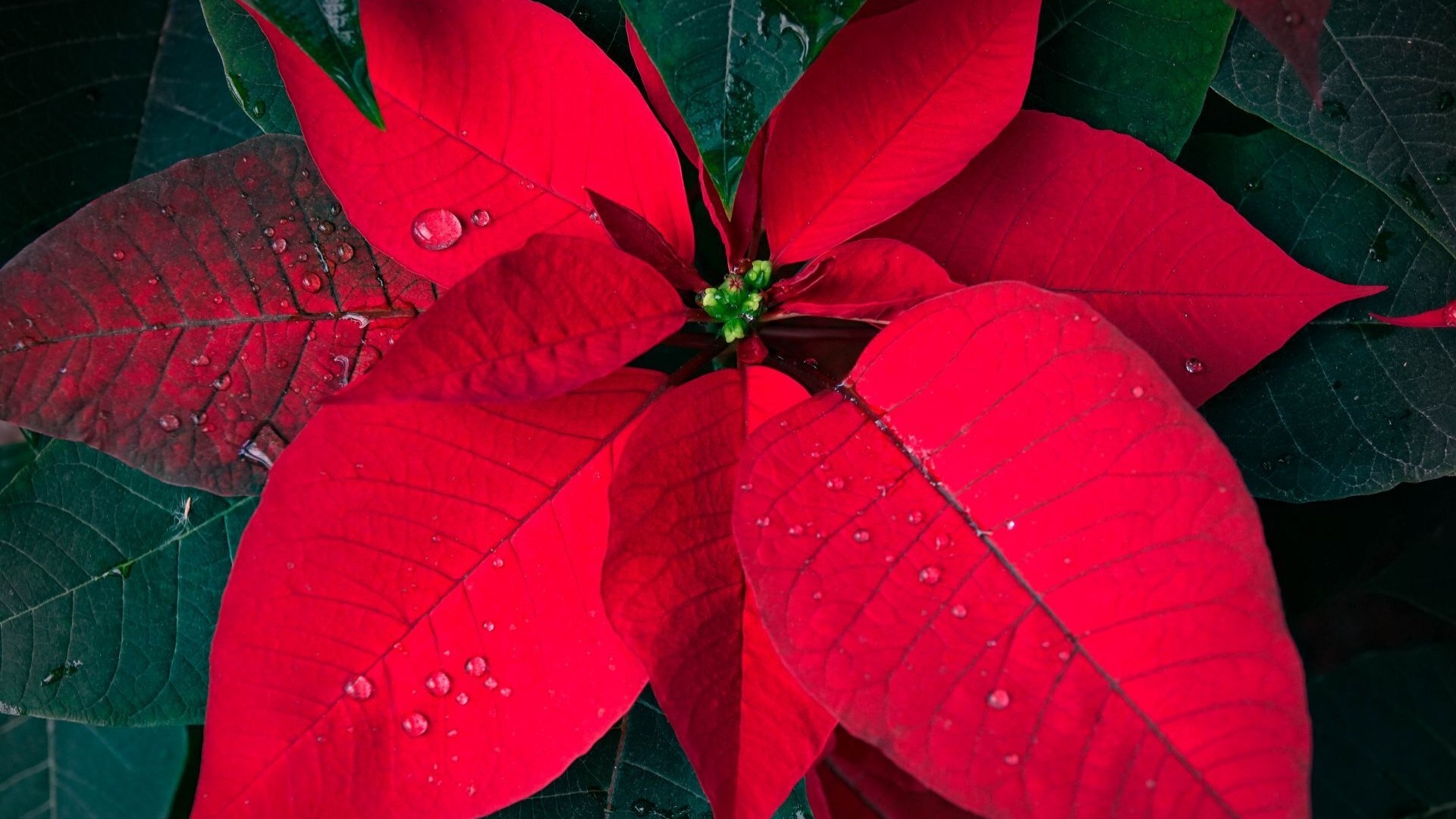 5 Datos de la Flor de Nochebuena Perfectos para Saber Cómo Lograr que ...