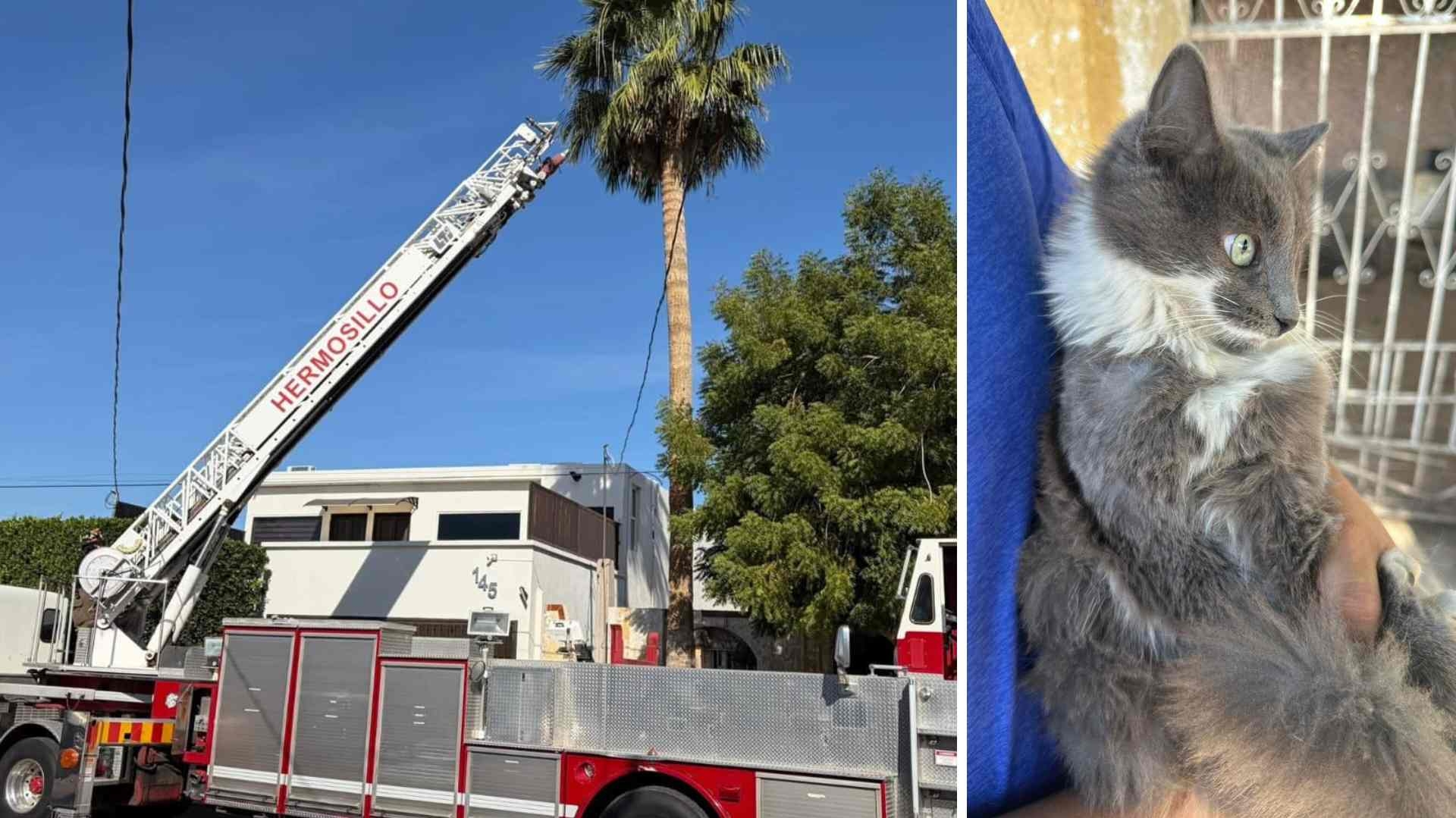 Gato Atrapado en Palmera es Rescatado por Elementos de Bomberos de ...