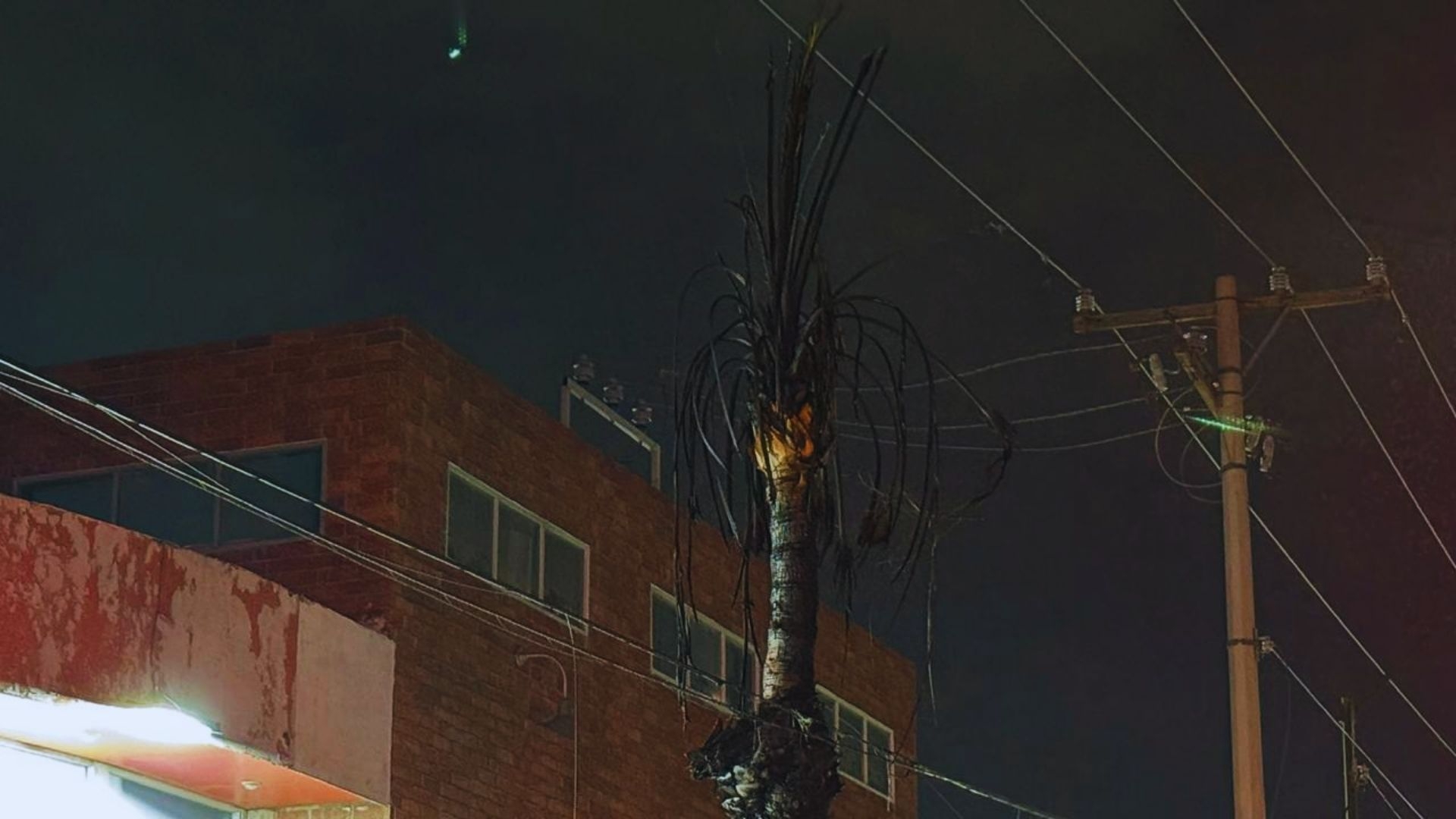 Palmera Provoca Cortocircuito e Incendio en Avenida de Ciudad Juárez ...