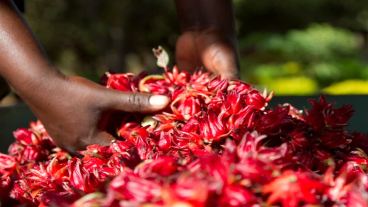 Estas son 3 cosas que no sabías de la flor de jamaica | N+