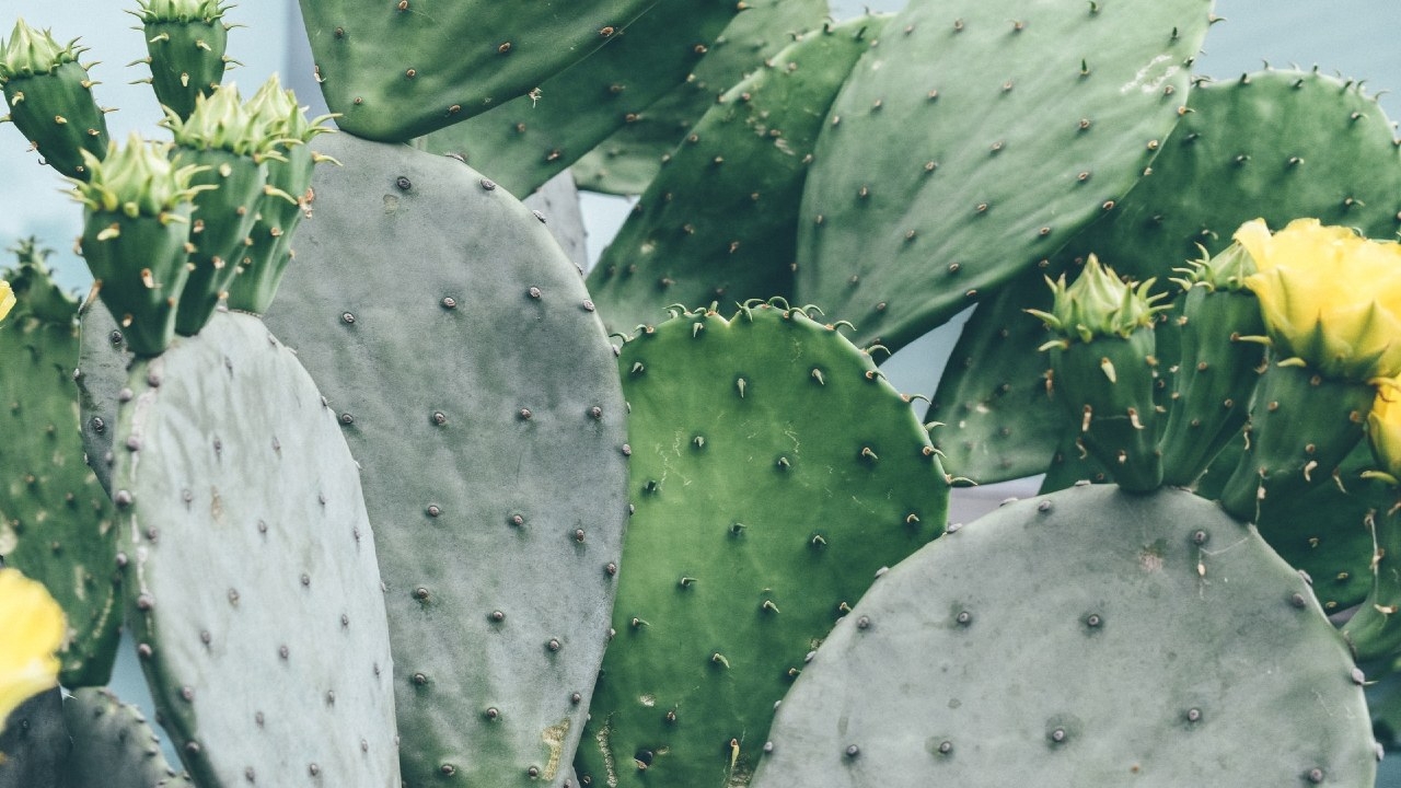 Cinco razones para agregar nopal a tu dieta diaria | N+