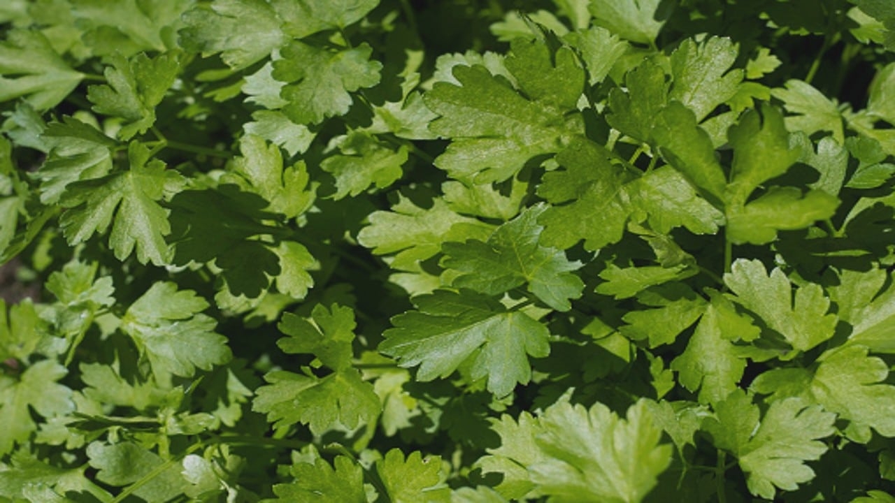 Pasos para cultivar tu propio cilantro en una maceta | N+