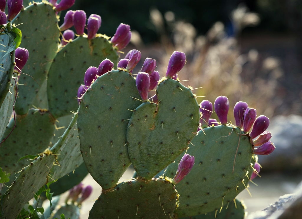 Estos son algunos de los beneficios de comer nopal | N+
