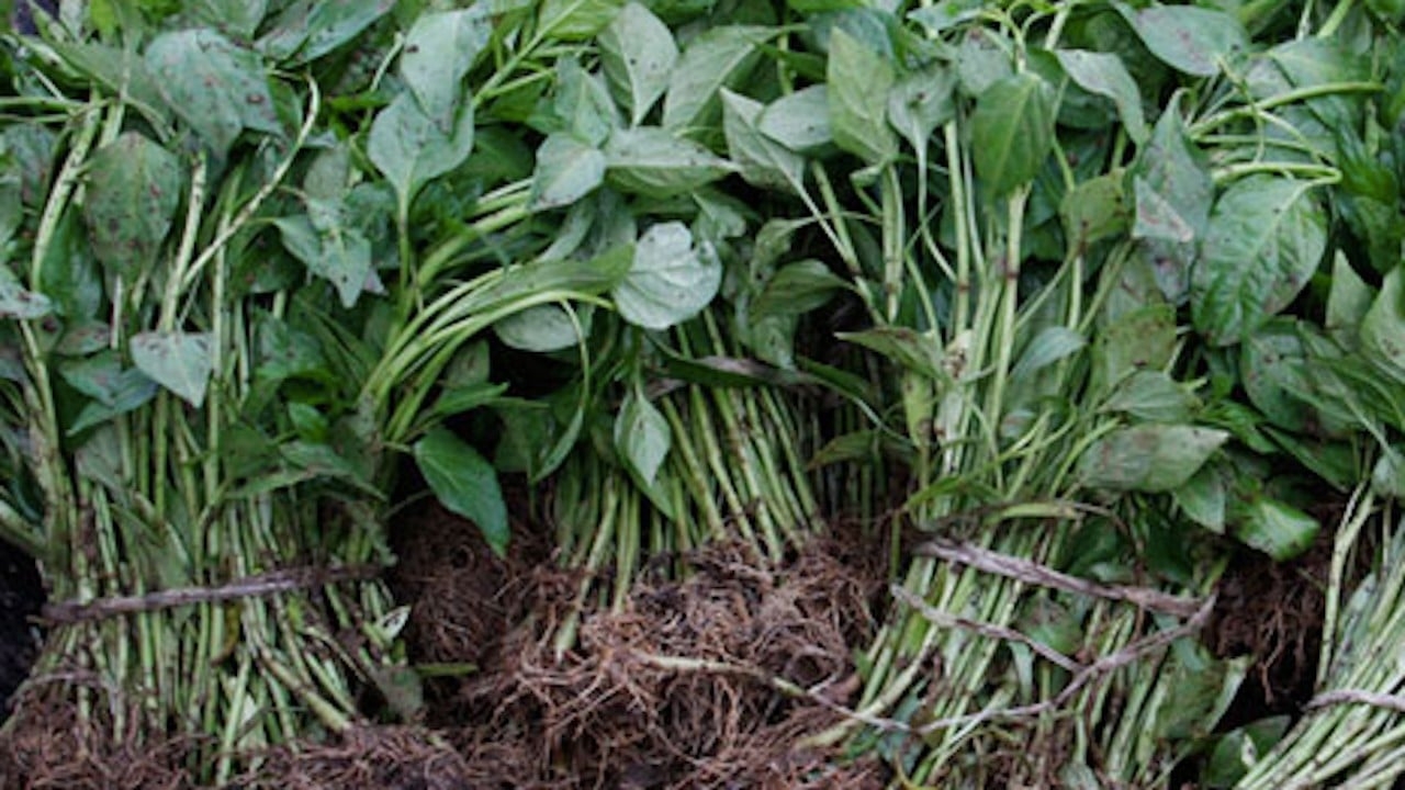 ¿Cómo evitar que los quelites queden amargos? | N+