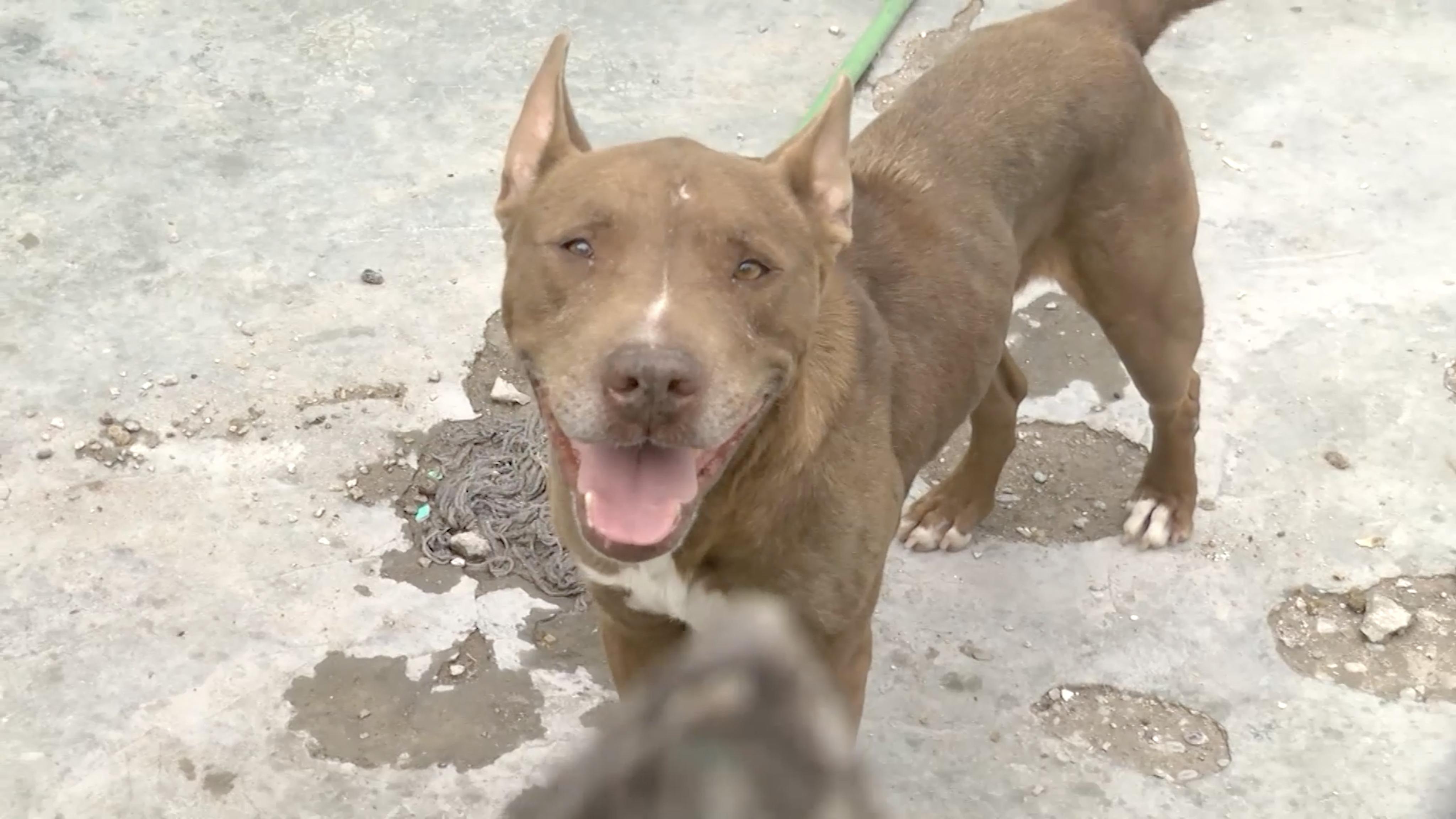 Historia de "Canelo"; Perrito que No Conoce el Amor al Sufrir Maltrato ...