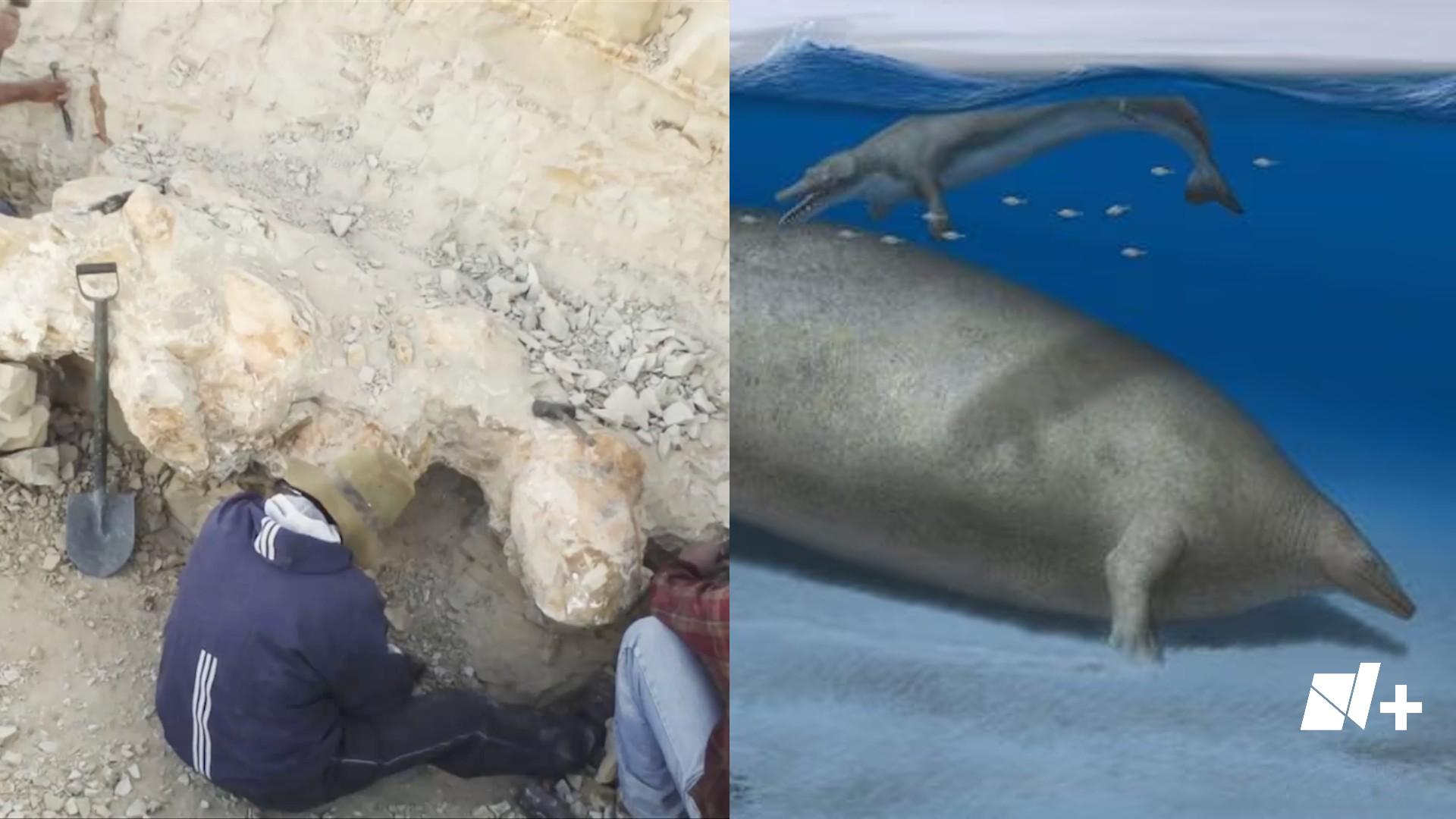 Descubren Fósil del Animal Más Grande de la Historia; Perucetus ...